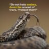 53+ BEST World Snake Day Quotes, Wishes & Messages