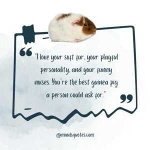 Guinea Pig Appreciation Day Quotes, Wishes & Messages (July 16th)